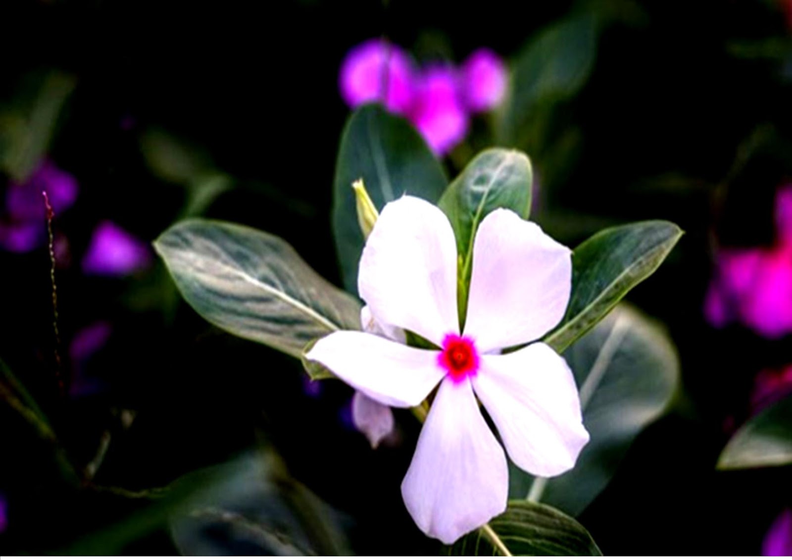 Gambar Aneka Bunga dan Keterangannya - hargamesinfotocopyterbaru