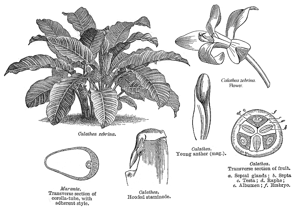 PLANT FAMILIES OF PUERTO RICO AND FLORIDA PAPO VIVES: MARANTACEAE ...