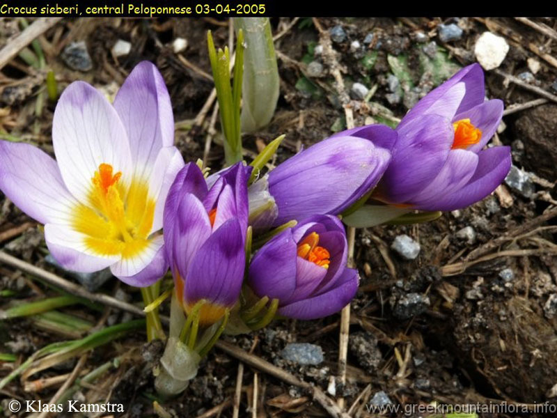 The Country Of Crocuses: Crocus sieberi subsp. sublimis (C. atticus ...