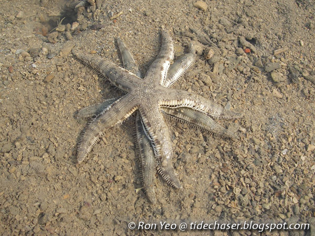 tHE tiDE cHAsER: Sea Stars (Phylum Echinodermata: Class Asteroidea) of ...