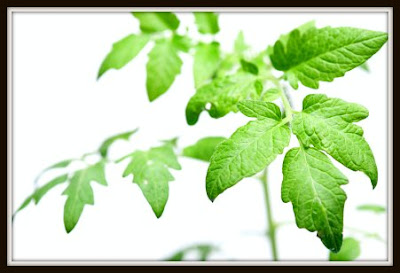 Desperate Gardener: May 2011