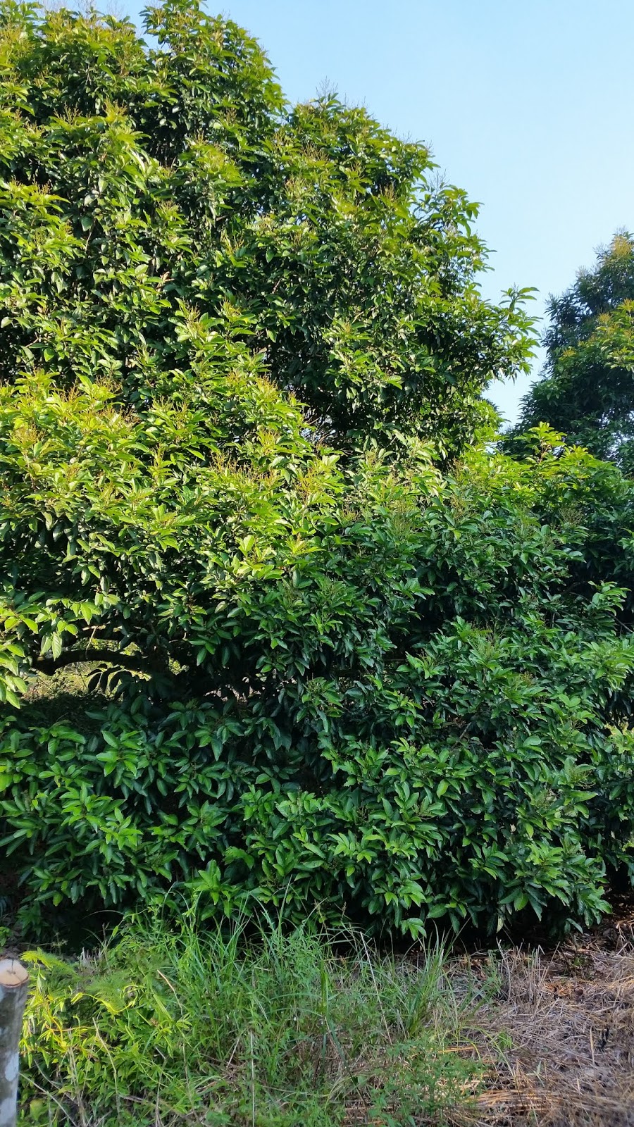 Warisan Petani: Pokok Rambutan Mula Berbunga