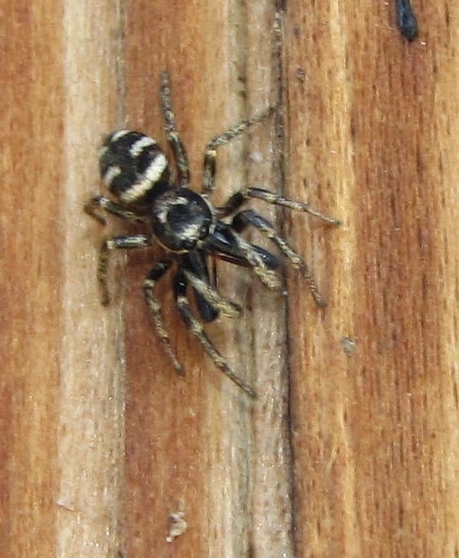 Bug Eric: Zebra Jumper