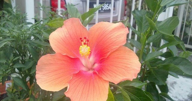 Serenemaklong: NAK Minum Jus Sedap