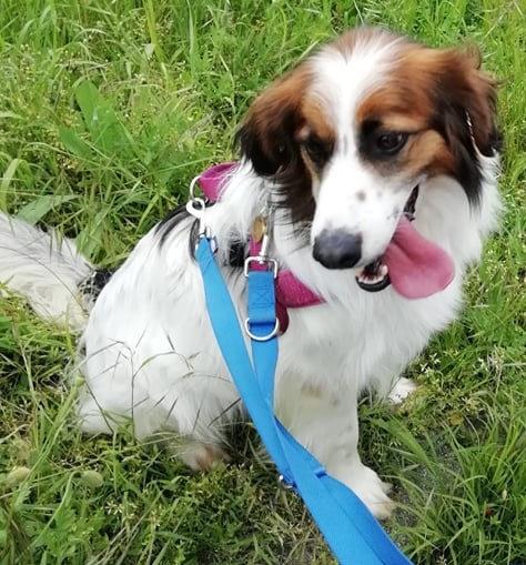 adotta un amico: adottato!!!!!!!!!!!!ORISTANO TENERO MINI SETTER