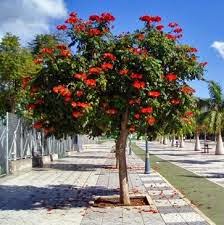 jual pohon sepatu dea untuk taman ~ Arya Flower Landscape