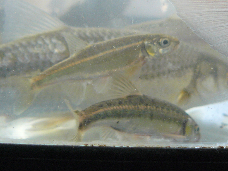 ARGA BIZIRIK - ARGA VIVO: Ictiofauna del Arga: chipa