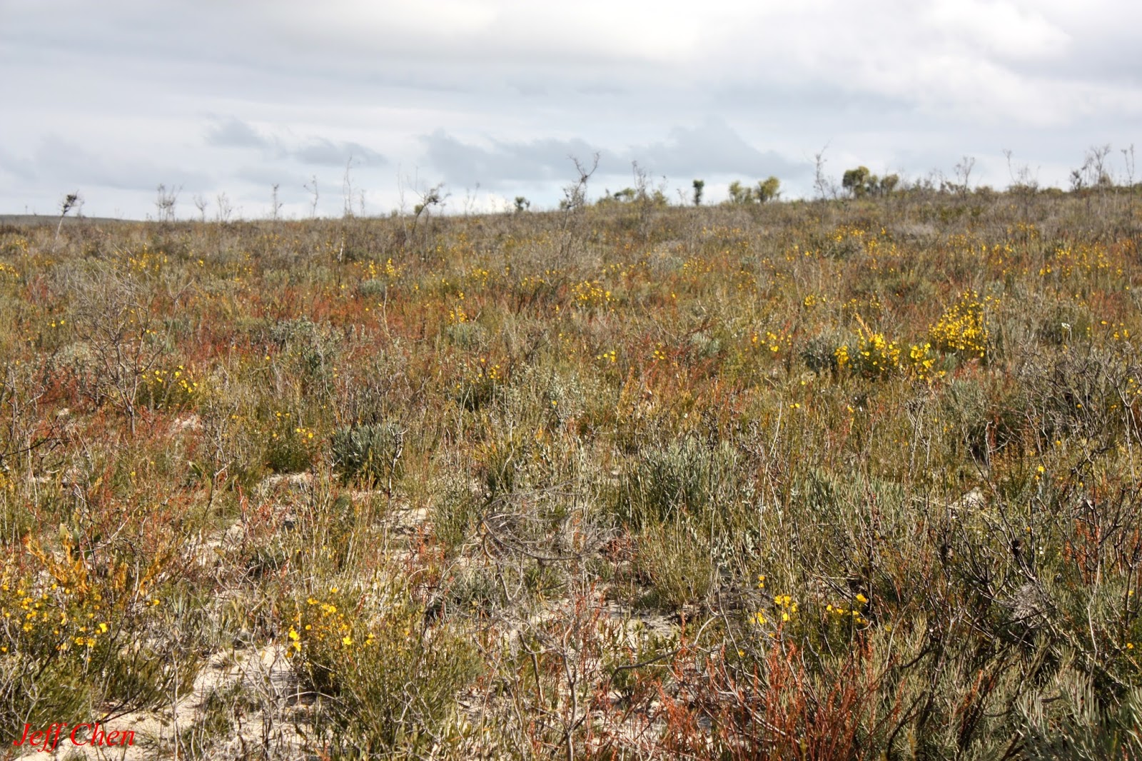 Jeff Chen旅遊登山攝影: Badgingarra National Park, WA