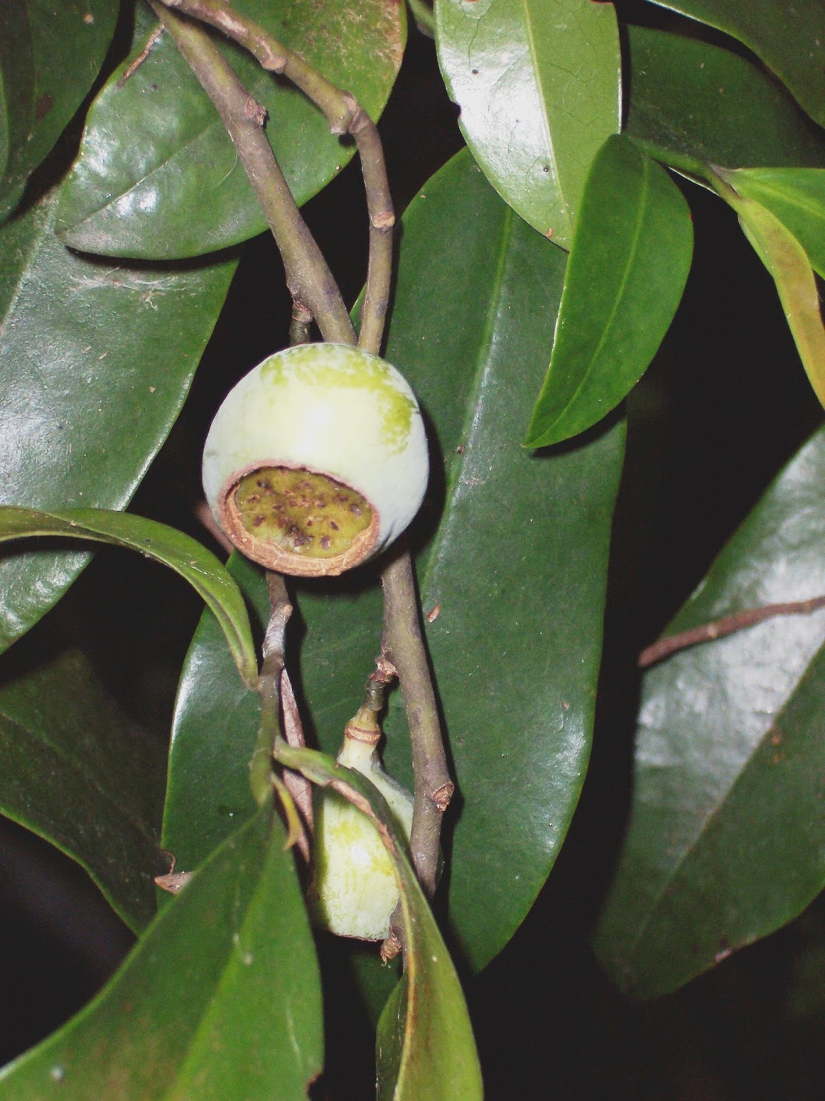 How to: Garden in the shade with Illawarra natives | Growing Illawarra ...