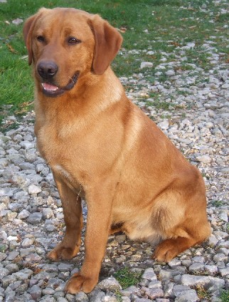 Retriever Labrador: Red Labrador Retrievers