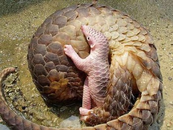 World's All Amazing Things, Pictures,Images And Wallpapers: Pangolin ...