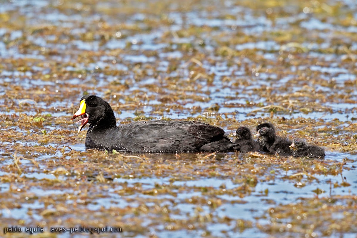 mis fotos de aves: Fulica gigantea Gallareta Gigante Giant Coot