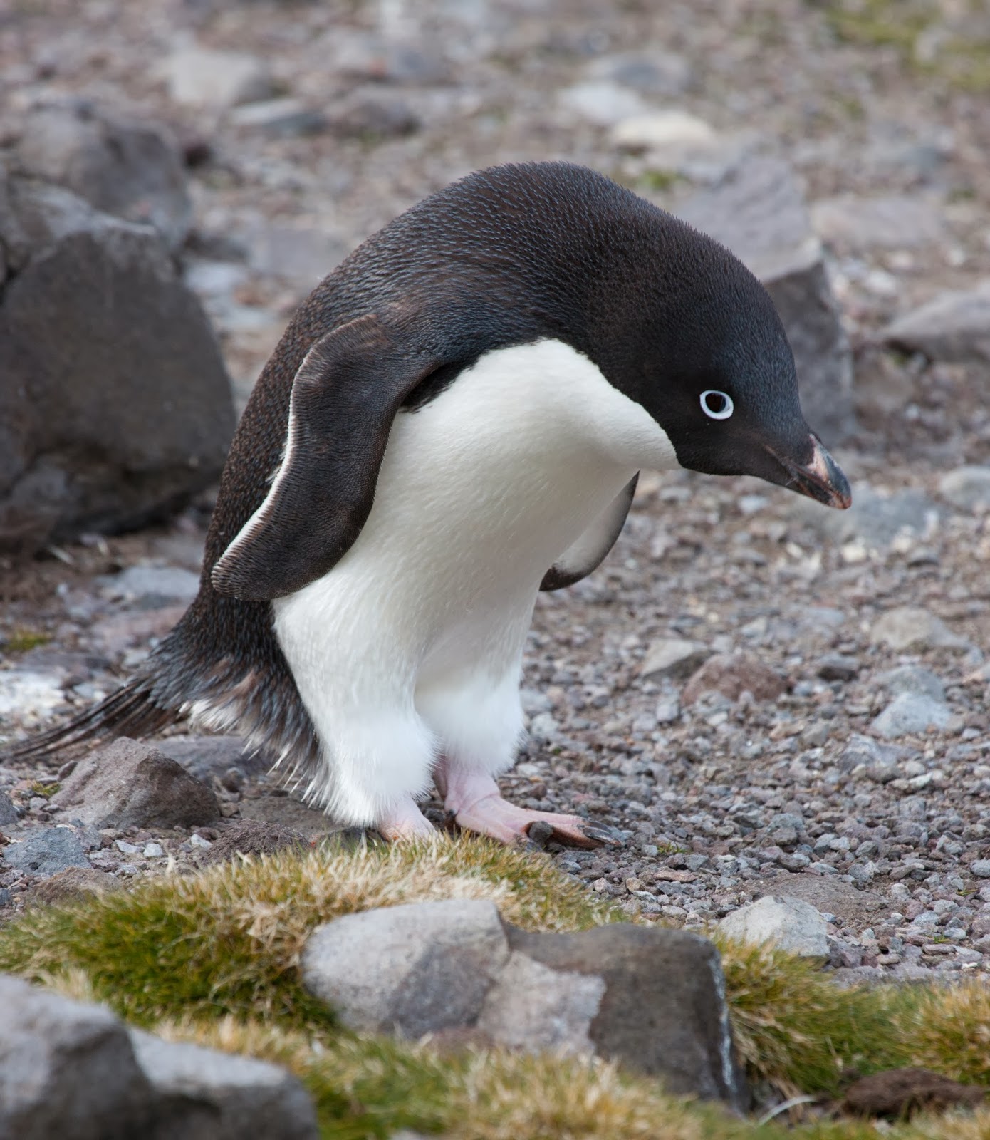 Garden Birds and other sightings...: Antarctica - Turret Point