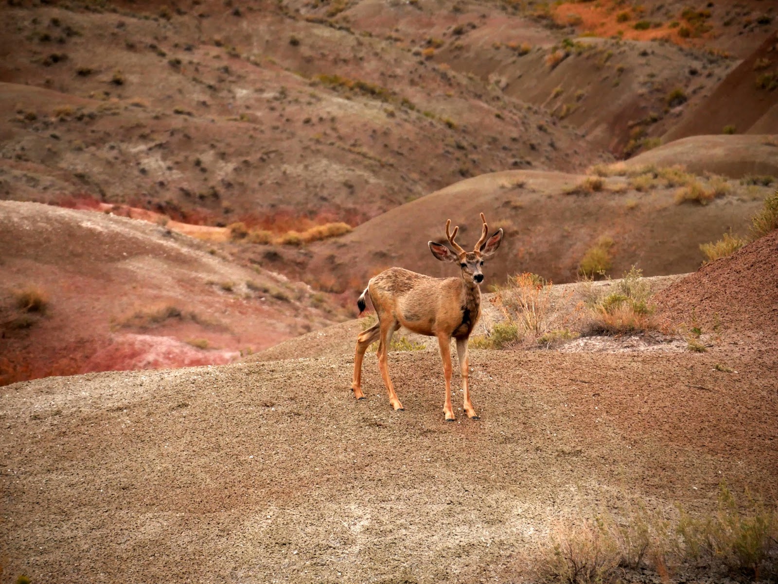 American Travel Journal: Morning Wildlife along Badlands Loop Road ...