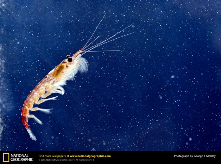 Shrimp Hd Wallpapers | Wallpapers Box