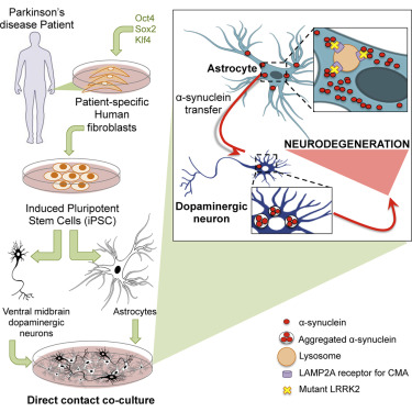 Our Parkinson's Place: Parkinson’s disease mutation may trigger ...