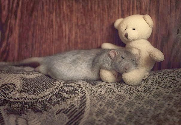 Animals: Adorable Pictures of Rats with Teddy Bears