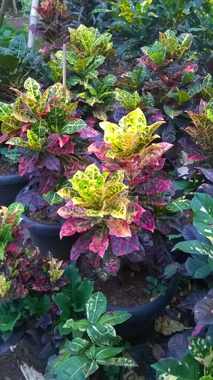 pohon puring kura | HABIBAN TAMAN DAN LANDSCAPE