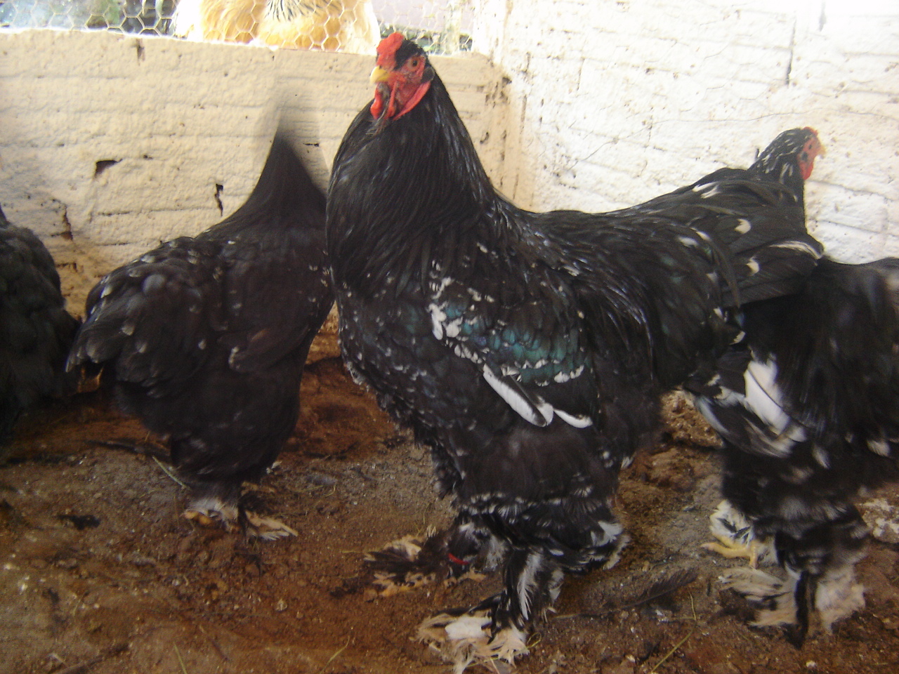 OVOS GALADOS DE GALINHAS DE ALTA PRODUÇÃO E ORNAMENTAIS: brahma mottled