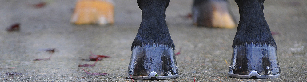 Morales Farrier Service: 10 Hoof Care Tips To Keep Your Horse's Hooves ...