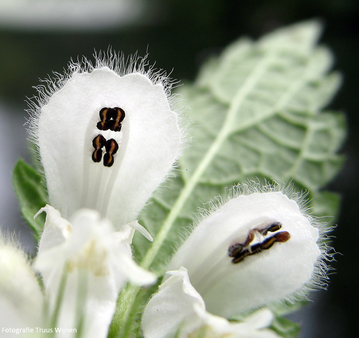 Wandel-, Fiets- en FotografieWeblog: Witte Dovenetel - Lamium album