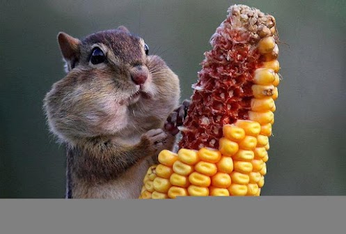 Funny and Crazy pictures, Images,Gifs, Jokes: crazy funny pics 34