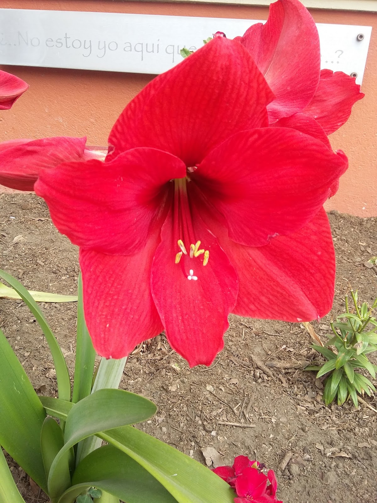 La Flor de Semana Santa: Lirio Dolores