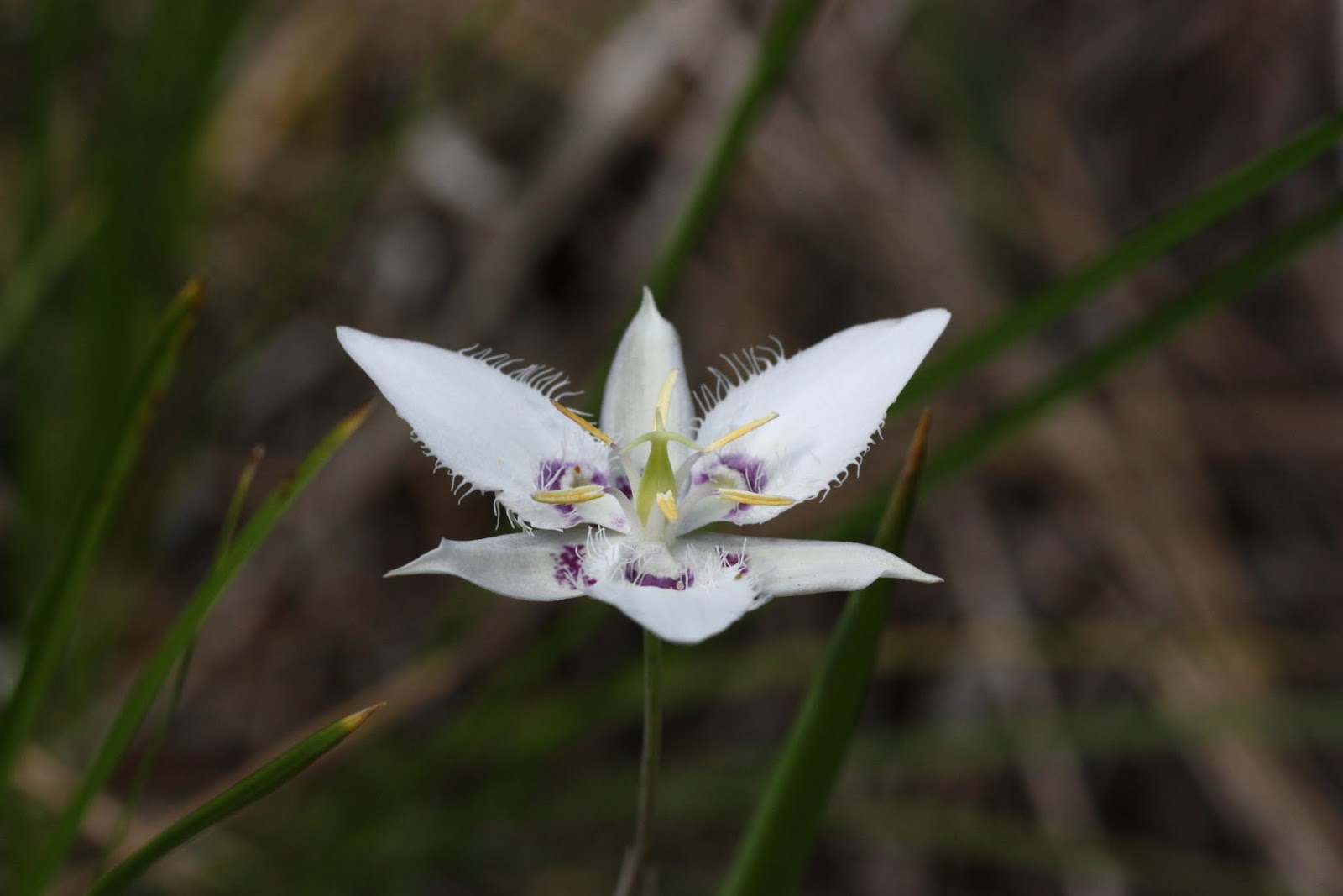 Serendipity and Orchids: Orchid Hunting in Eastern Washington (Part 1)