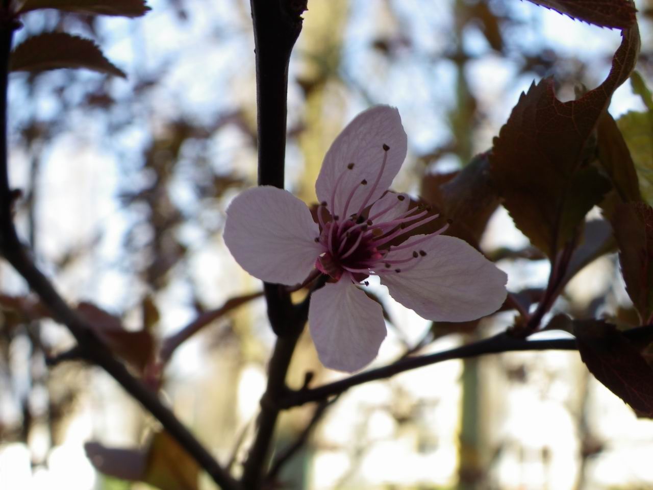 Fleurs de prunier rouge