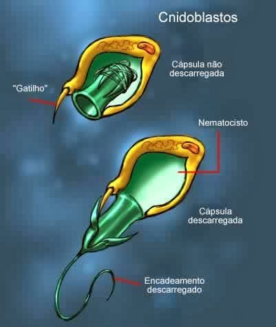 Artes de Pesca: LOS SIPHONOPHORA