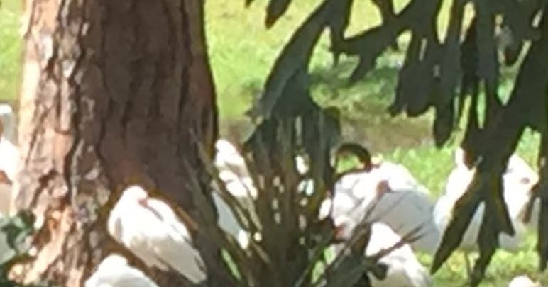 P2 Wildlife: Ibis Flower!