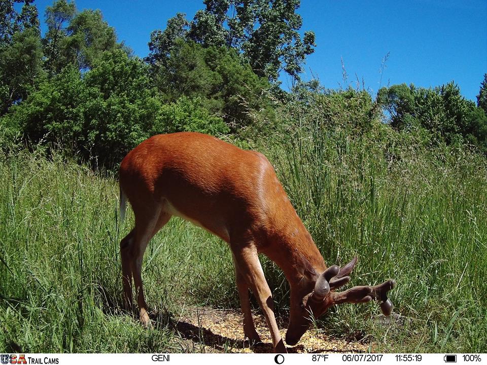 A Dixie Lady Deer Hunter: The Beast In Cam Color