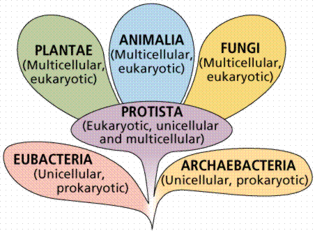 Five-Kingdom System Classification | Tareqi Science