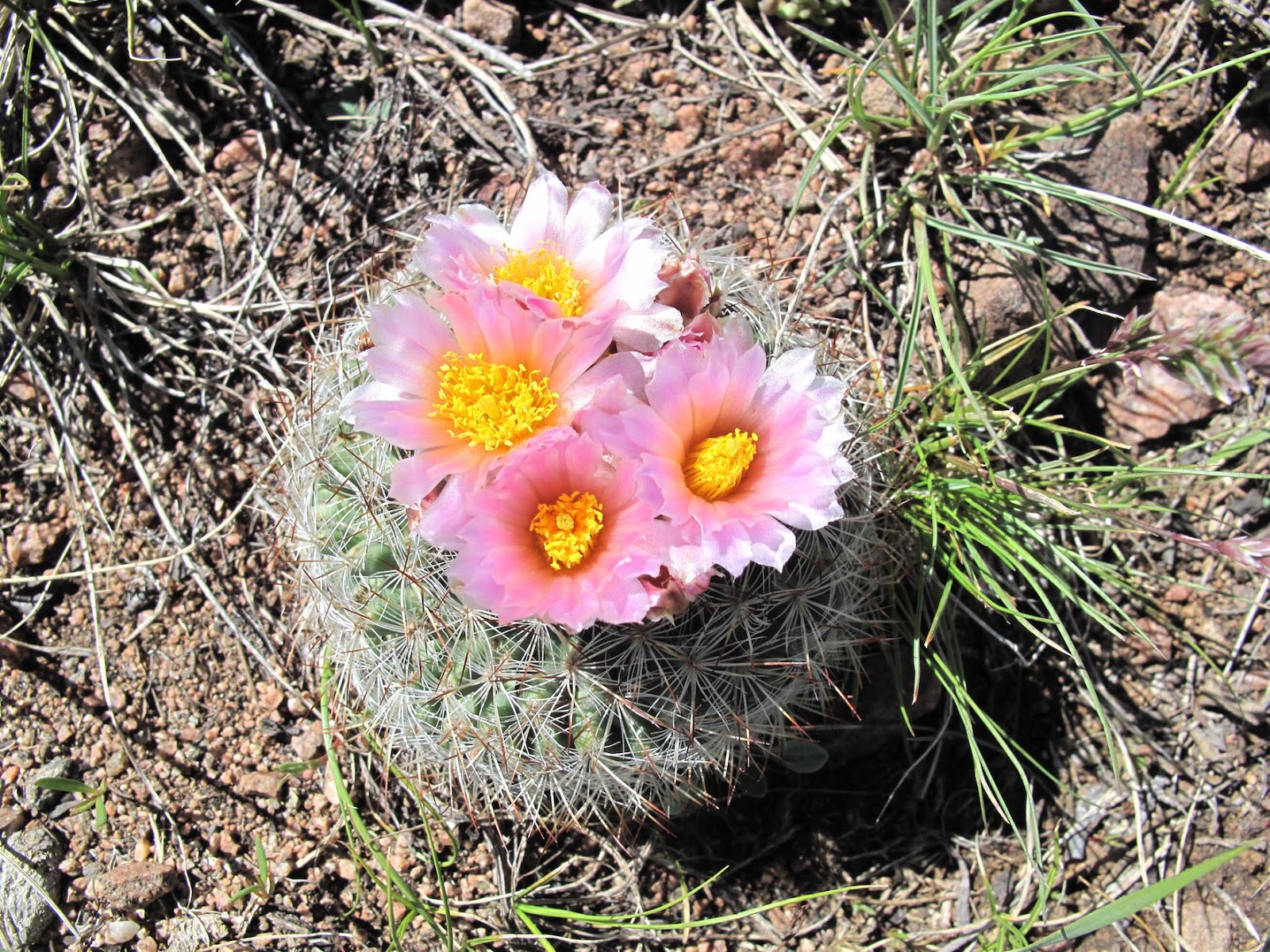 In the Company of Plants and Rocks: Guest Post: The Cactus Field(s) of ...