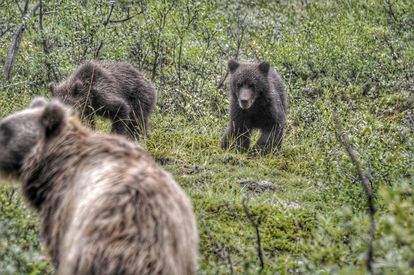 Alaska - 6 passeios pagos que valem a pena - Felipe, o pequeno viajante