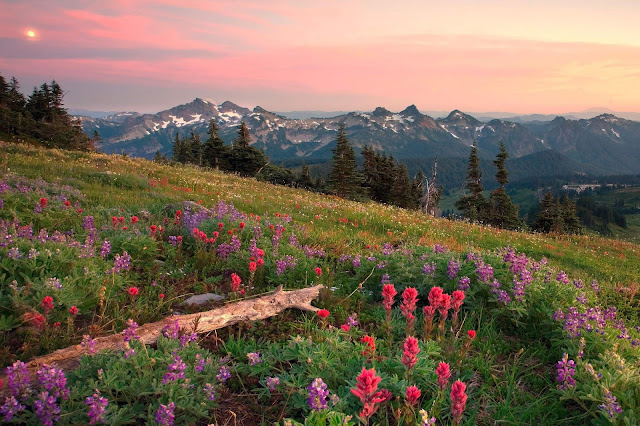 Field Wallpapers 2014 Fields HD Desktop Wild Flowers Screensavers - HD ...