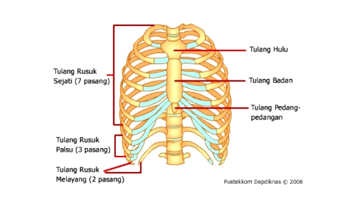 Tulang Sulbi Dalam Tinjauan Tafsir dan Osteologi - Menjawab Bualan Kafir