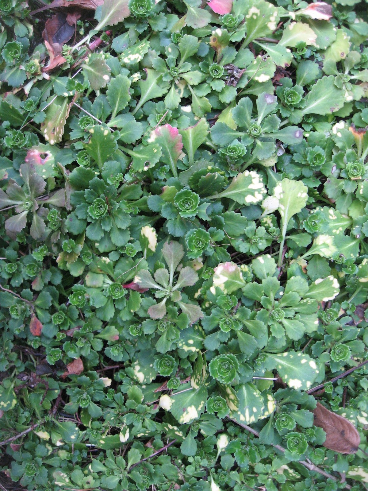 Weeding on the Wild Side: Enduring Evergreen Ground Covers