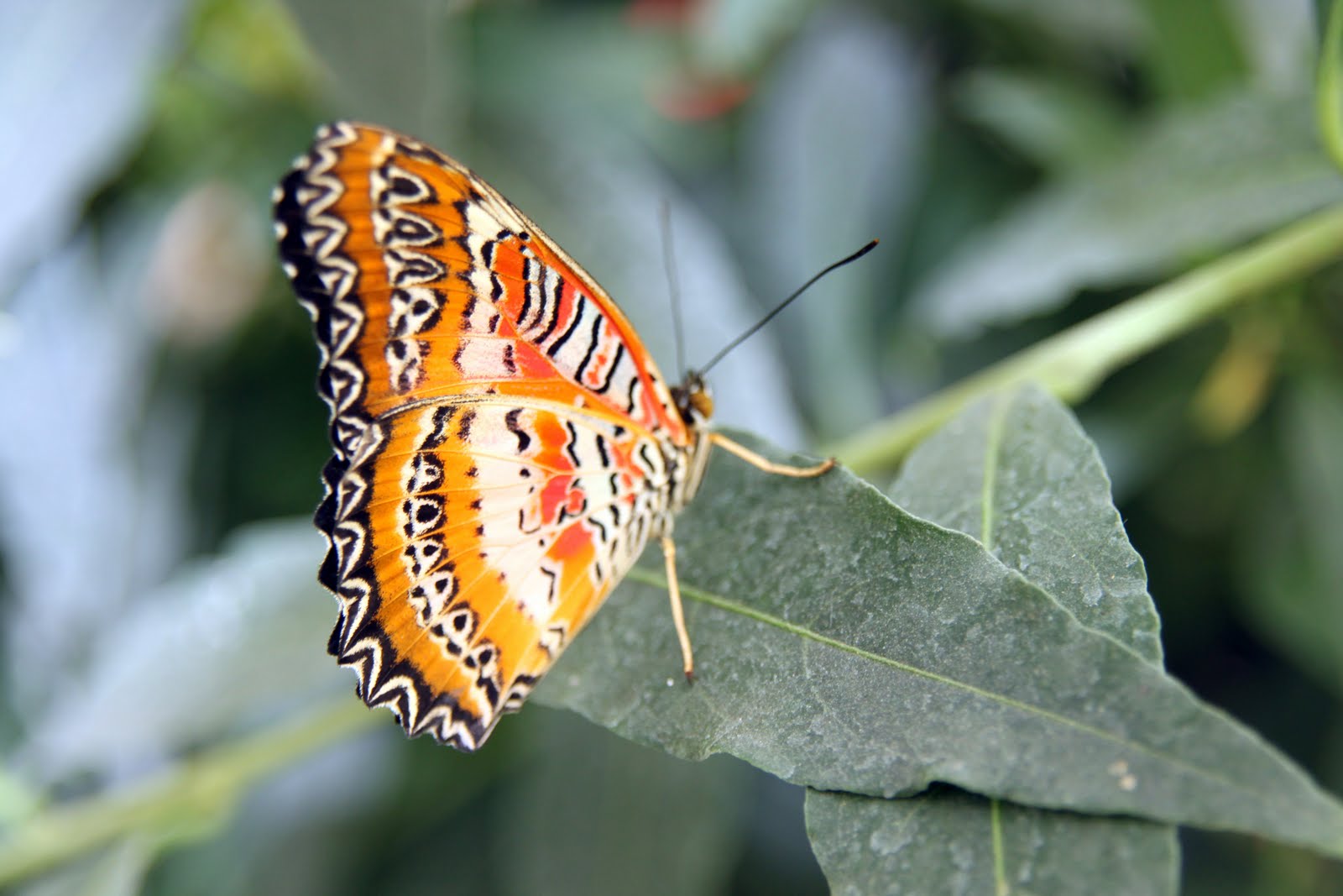 Wildlife and Landscapes: Exotic Butterflies