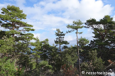 res sota els peus: El Mont des de Beuda