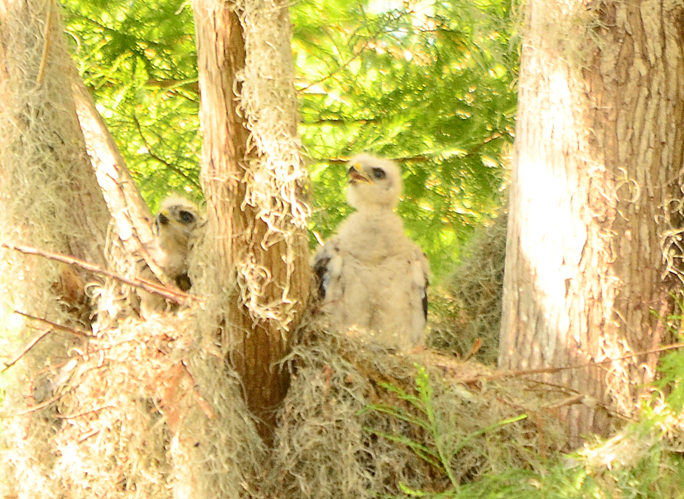 Dina's City Wildlife Adventures: Baby hawks and the usual birds at ...