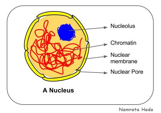 B for Biology: Nucleus - Brain of the Cell