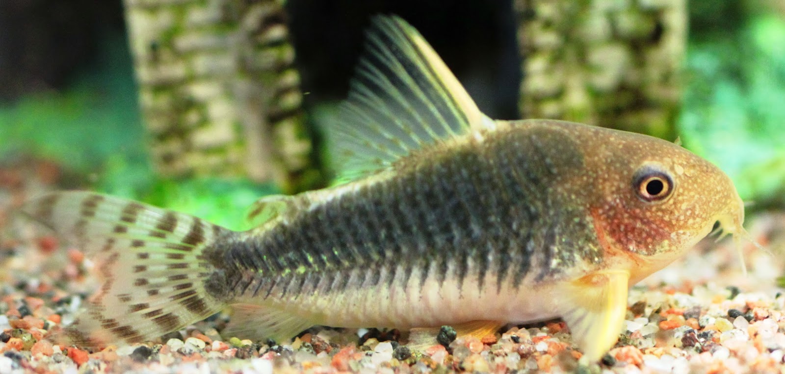 Choose The Right Aquarium Fish Food: Live infusoria, Grindal ...