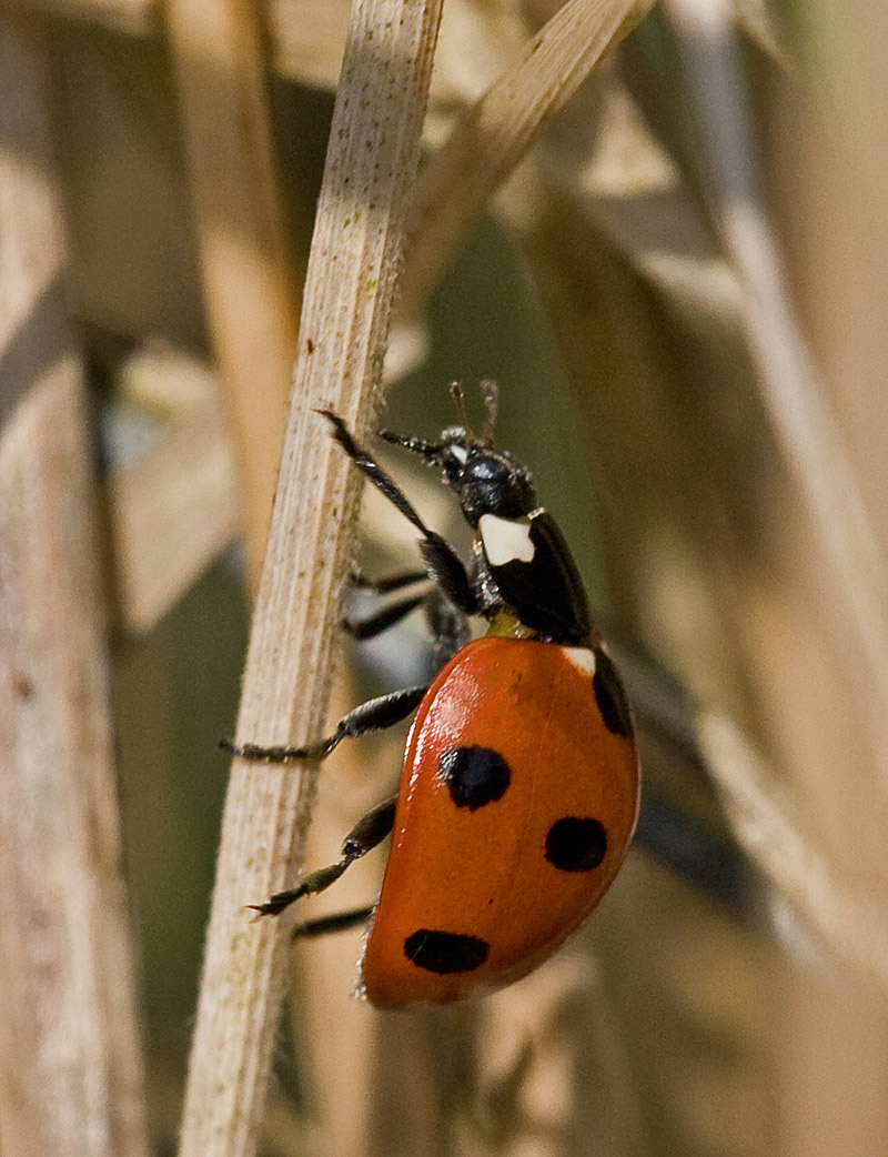 Irish Wildlife Photography: 7 Spot Ladybird