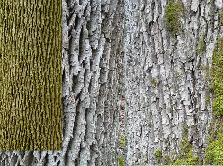 Timberturner + Bowlwood Woodturning: Old Growth Forests in Massachusetts