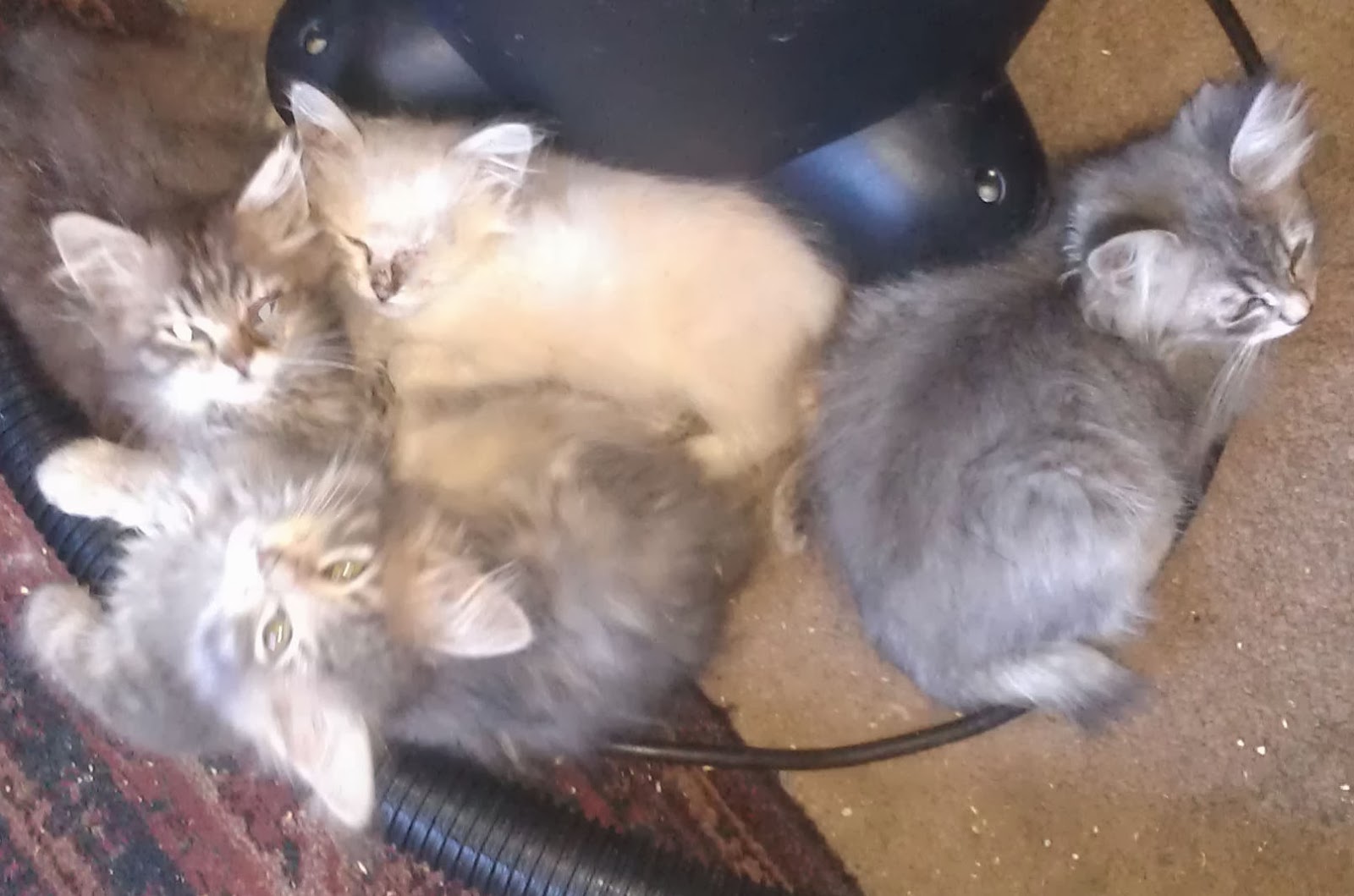 AVAILABLE KITTENS!: Rescue litter