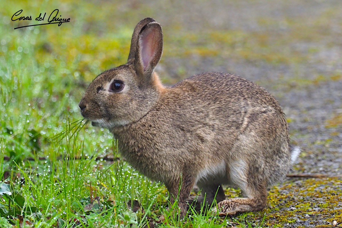 Cuaderno del Migue: El Conejo
