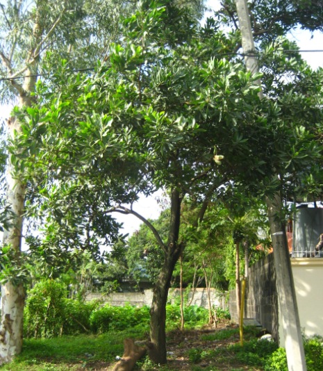 20 Pilihan Pokok-Pokok Teduhan Berbunga