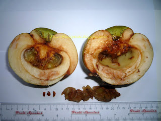 Fruit Species: ELEPHANT APPLE