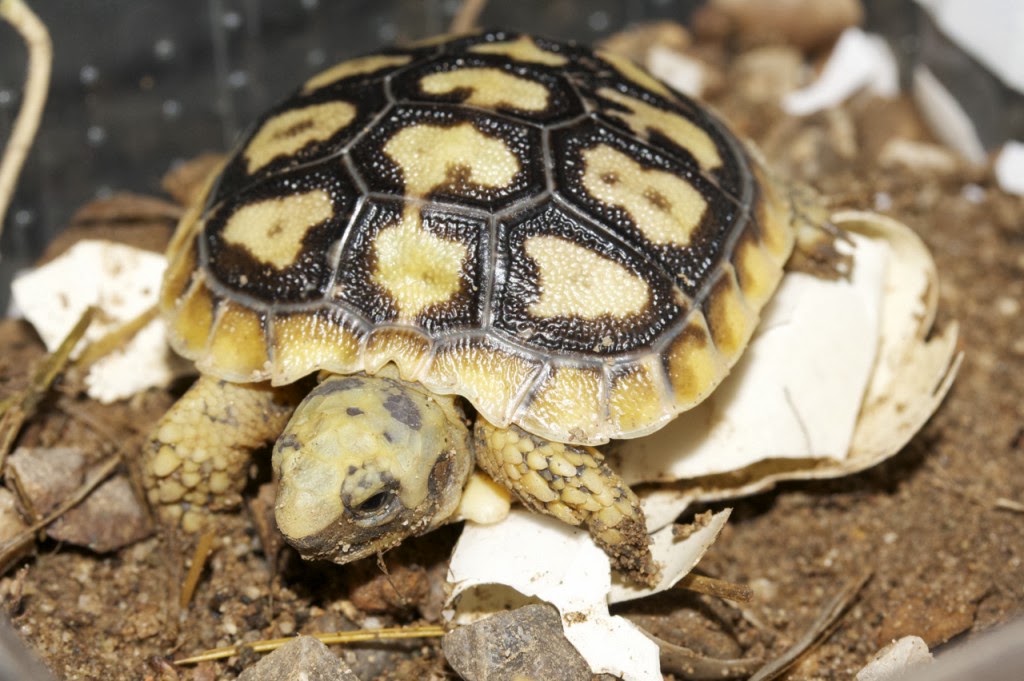 Pancake Tortoise - Reptiles World